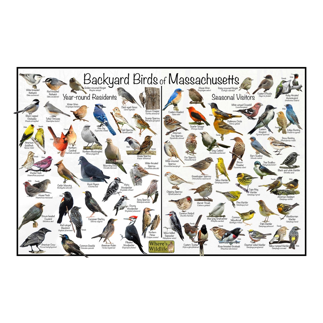 Backyard Birds of Massachusetts Bird Identification Poster Divided by ...