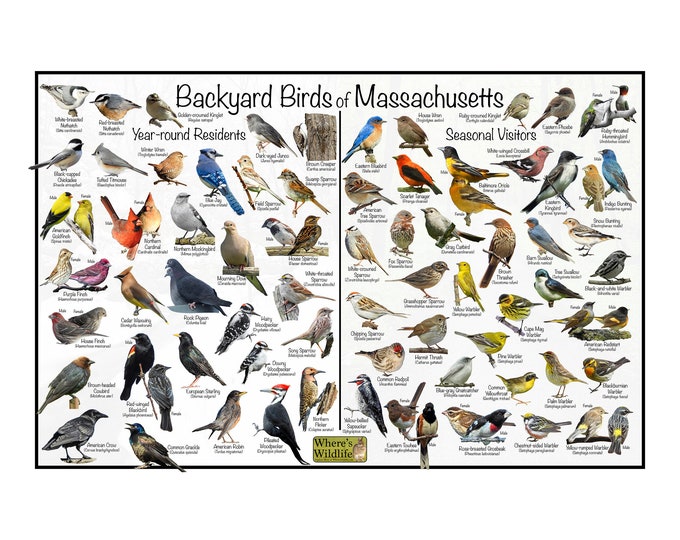Birds of North America - Golden Guide to Field Identification - Etsy