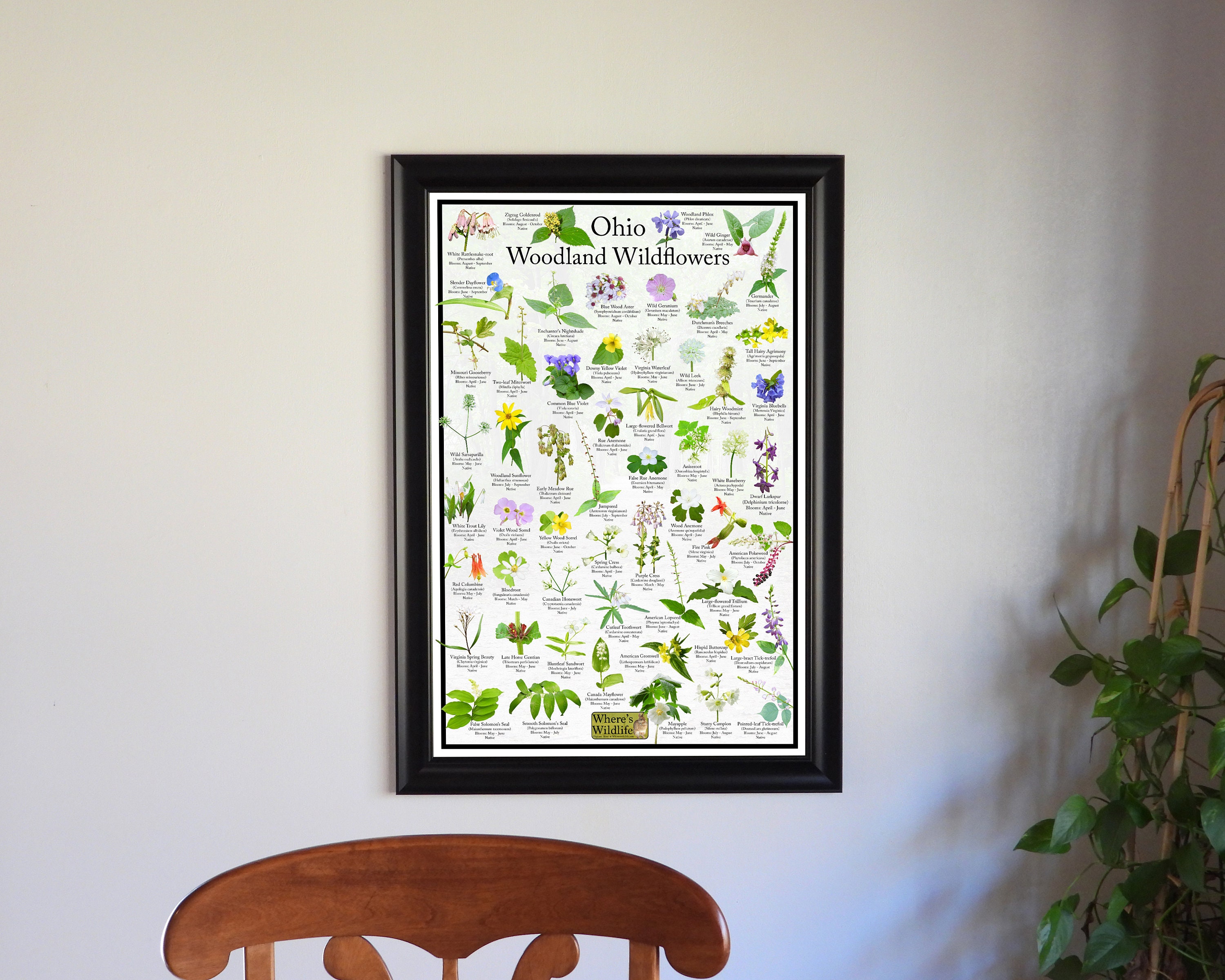Ohio Woodland Wildflower Field Guide / State Flower - Etsy