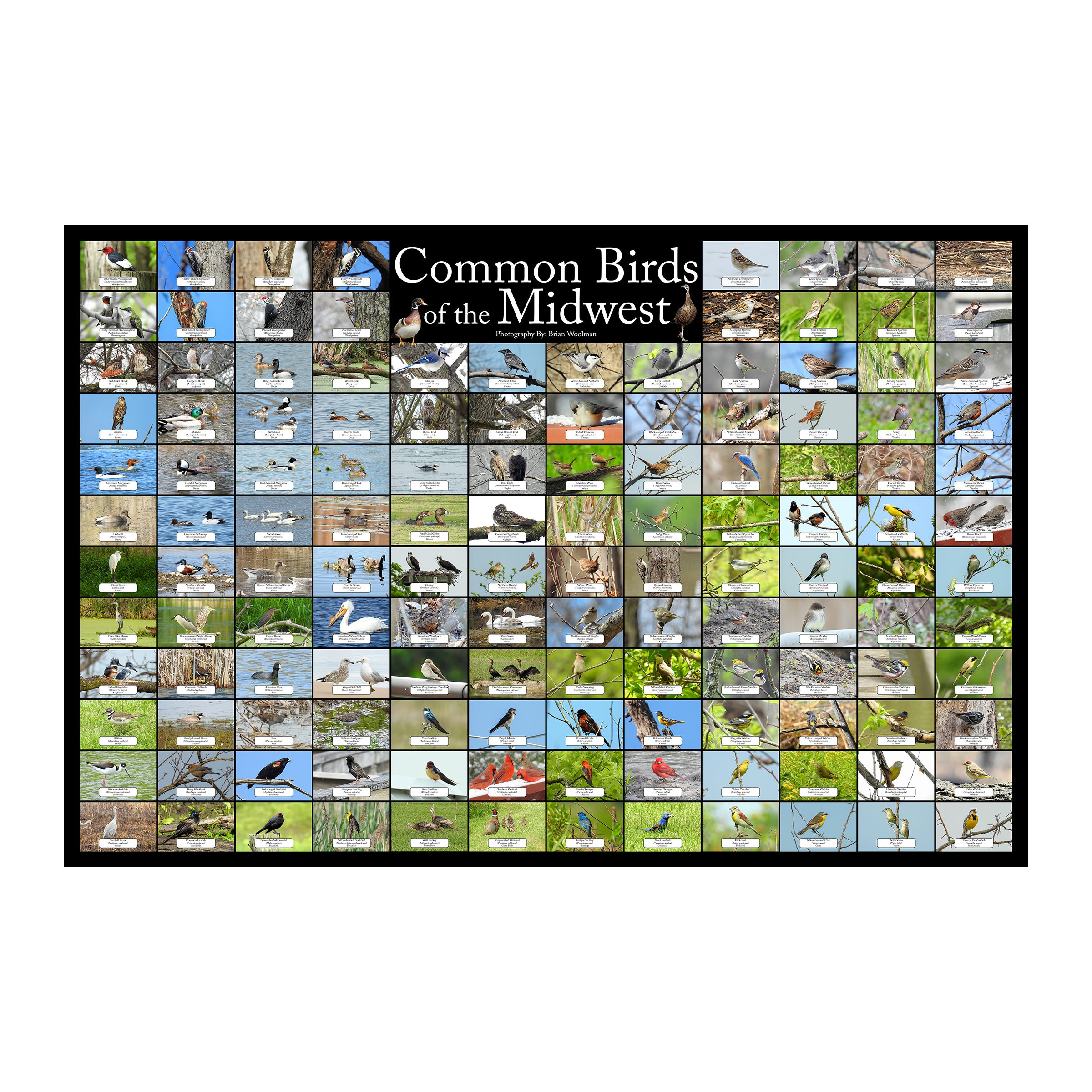 Common Birds of the Midwest Nature Collage Poster / Contains 136 ...