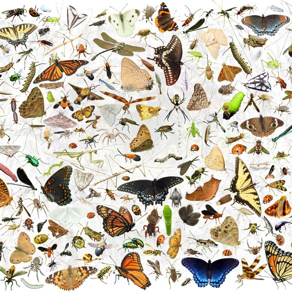 Bug Collage - Etsy