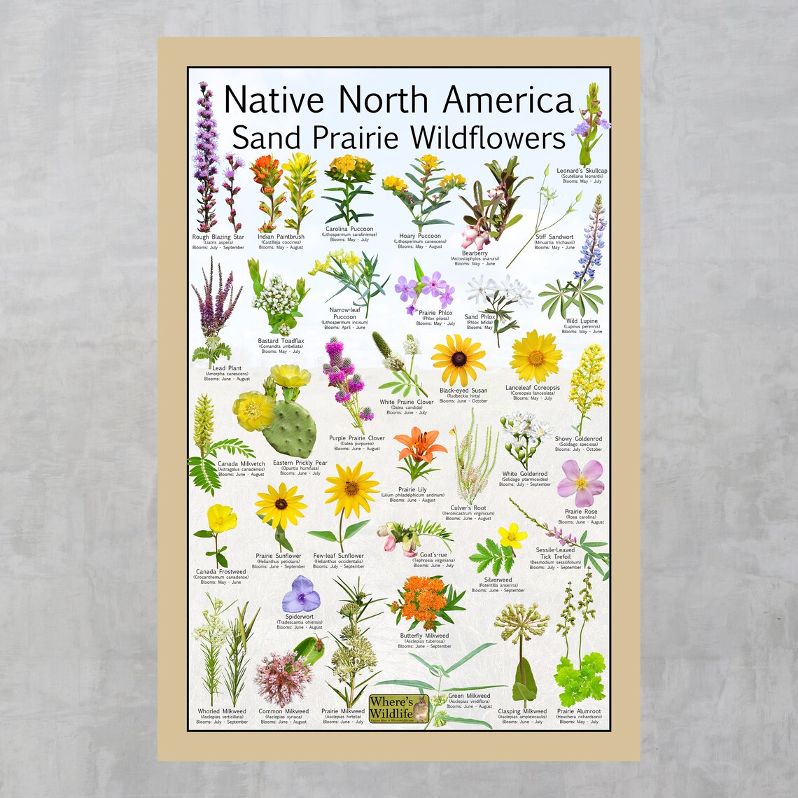 Native North America Sand Prairie Wildflowers Flower Identification ...