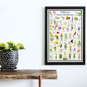 Oklahoma Prairie Wildflower Poster / State Flower Guide Providing ...