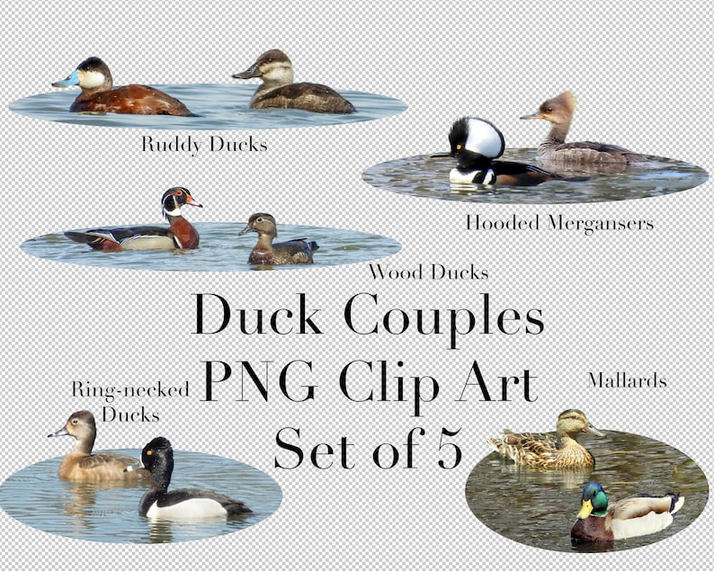 Waterfowl Duck Couples Clip Art set of 5 PNG Clipart With - Etsy