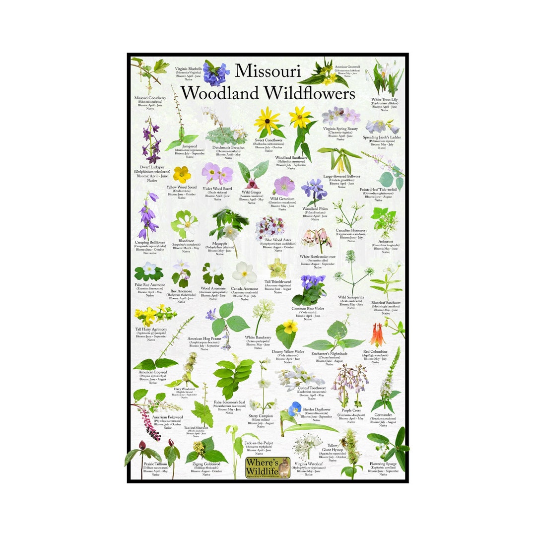 Missouri Woodland Wildflower Field Guide / State Flower Identification ...