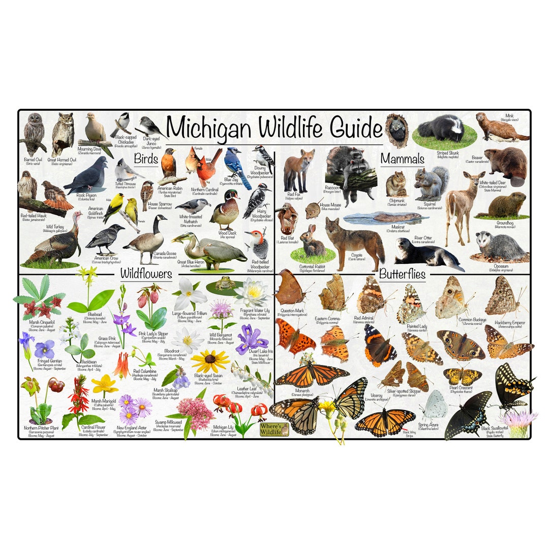 Michigan Wildlife Guide / Id's State Birds, Mammals, Wildflowers, and ...