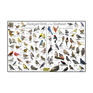 Backyard Birds of the Southeast Bird Identification Poster Divided Into ...