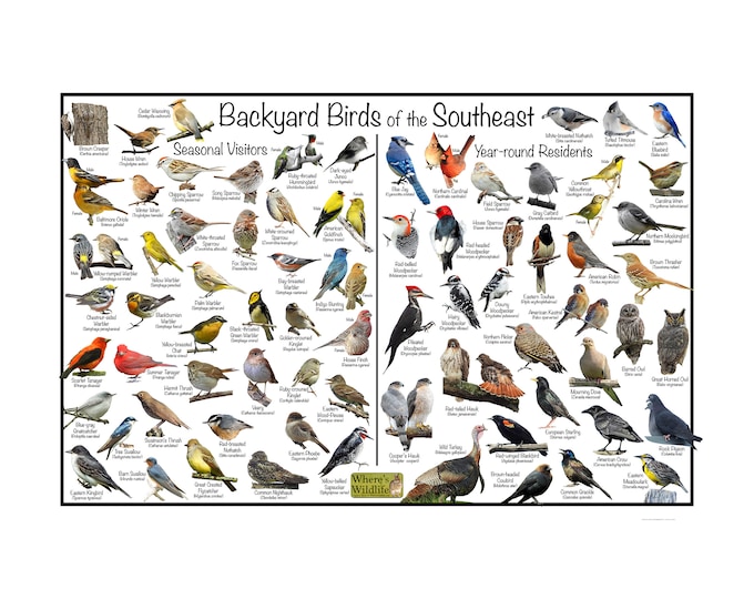 Sibley’s Backyard Birds of Eastern North America Poster - Etsy