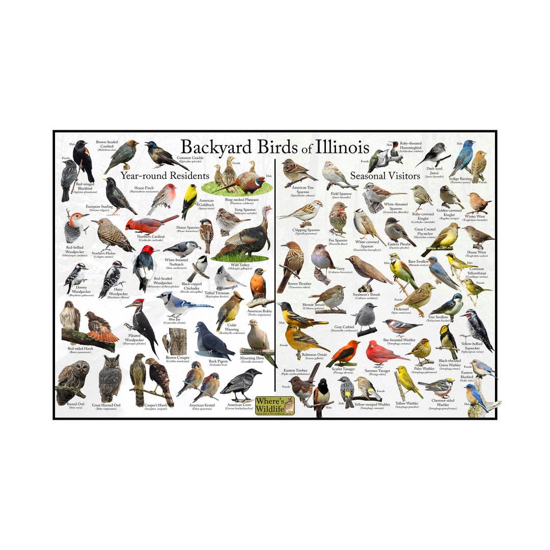Backyard Birds of Illinois Bird Identification Poster Divided Into Year ...
