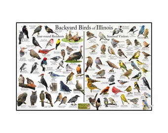 House Plant Identification Poster - Etsy