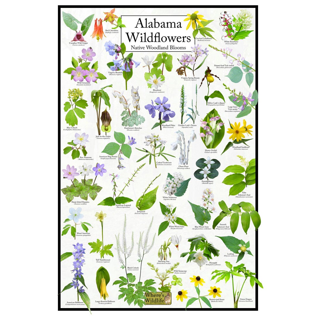 Alabama Wildflowers - Native Woodland Blooms Flower Chart - Common ...