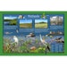 Wetland Boardwalk Educational Nature Poster/fun Kids Wildlife Poster ...