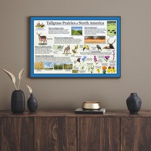 Tallgrass Prairies of North America Educational Nature Poster ...
