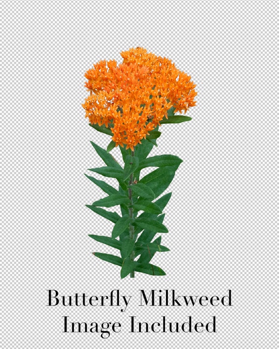 Butterfly Milkweed Drawing