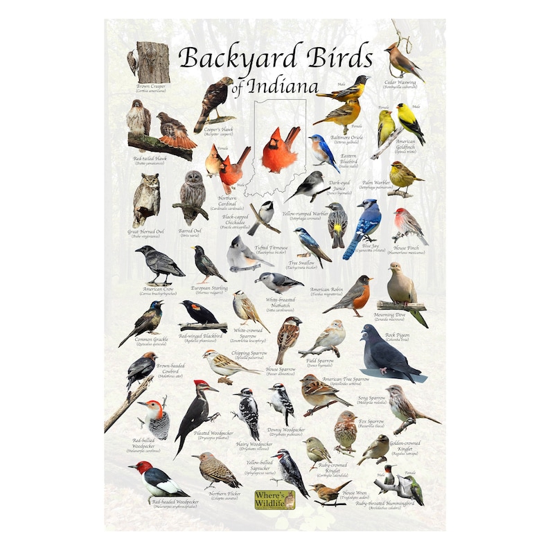 Backyard Birds of Indiana Bird Identification Poster / Bird Field Guide ...