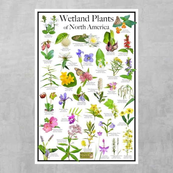 Endangered Plants Chart With Names