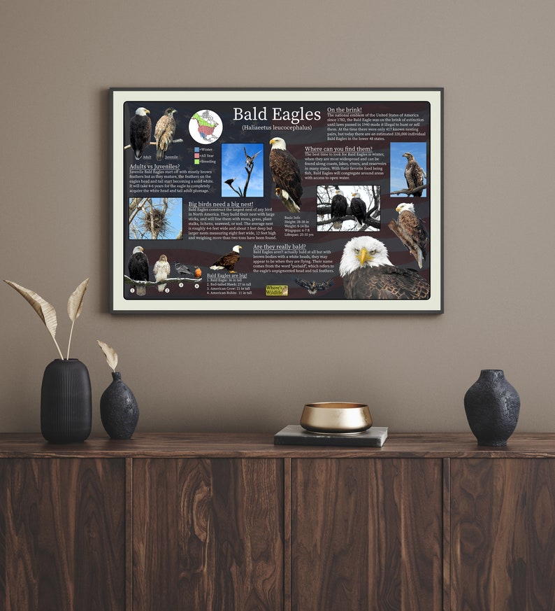 Bald Eagles Educational Nature Poster Providing Fun Facts and Pictures ...
