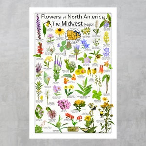 Flowers of North America the Midwest Region - Native Wildflower ...