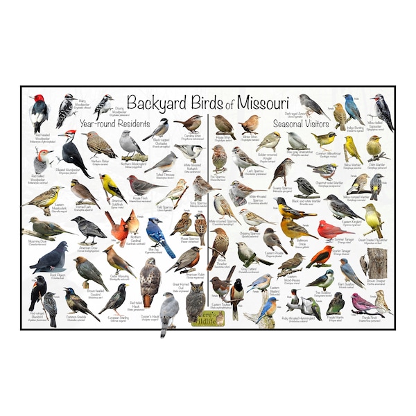 Missouri Backyard Birds Poster - Etsy