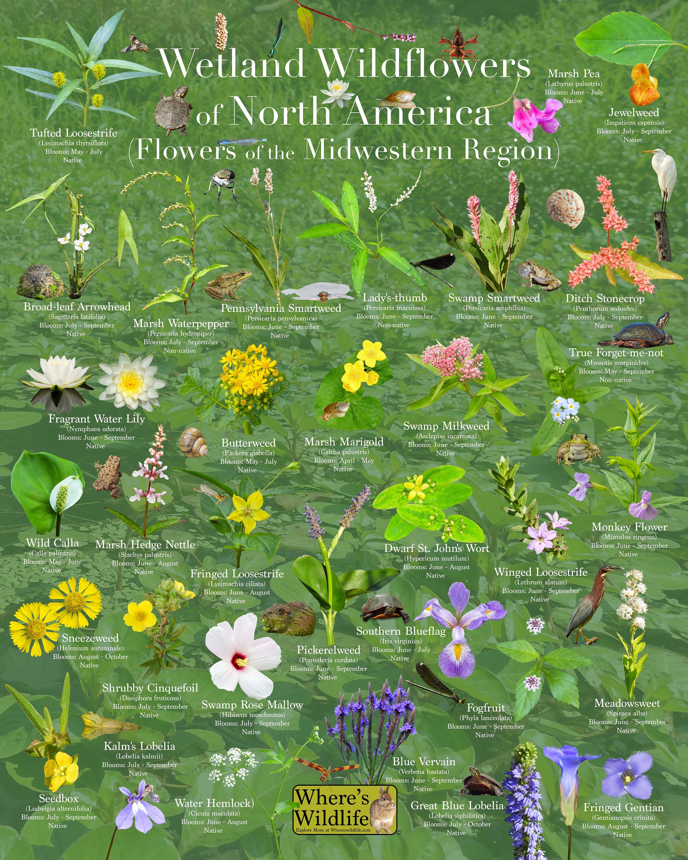 Where's Wildlife Presents Wetland Wildflowers of North America ...