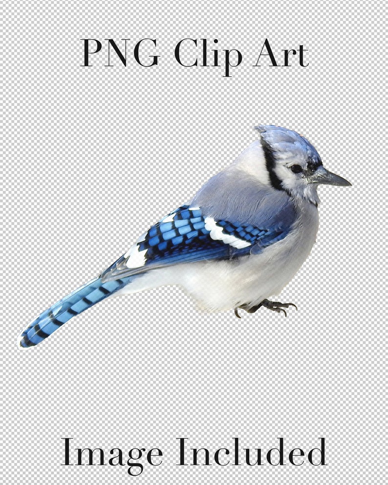 Blue Jay Bird Set of 8 PNG Clipart With Transparent Background ...