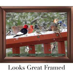 Winter Birds of the Midwest Bird Identification Photo Print / Great ...