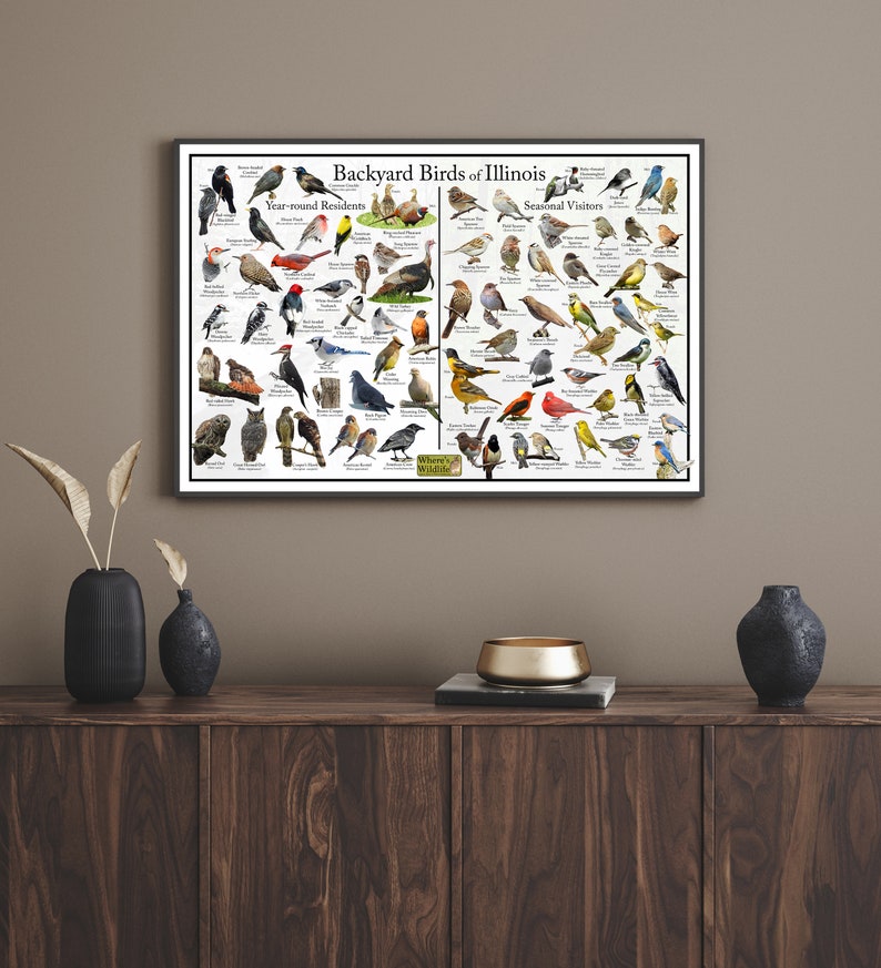 Backyard Birds of Illinois Bird Identification Poster Divided - Etsy