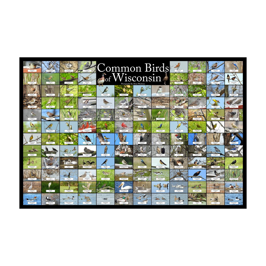 Common Birds of Wisconsin Nature Collage Bird Poster / Contains 136 ...