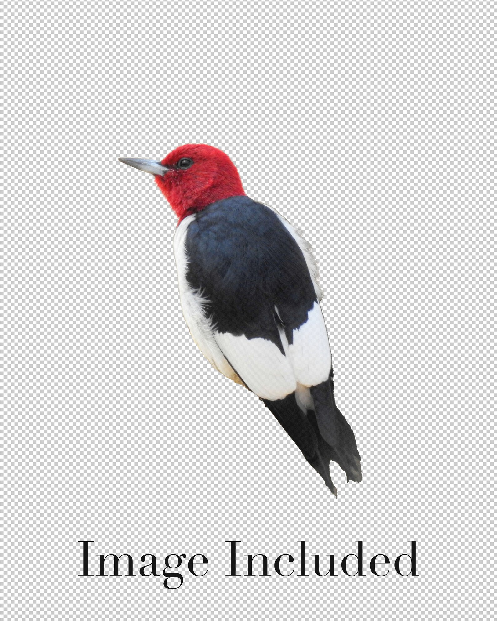 Red-headed Woodpecker Bird Cutouts Set of 5 PNG Clipart With | Etsy