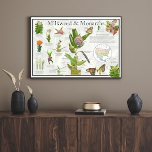 Milkweed & Monarch Butterfly Educational Nature Poster / Monarch ...
