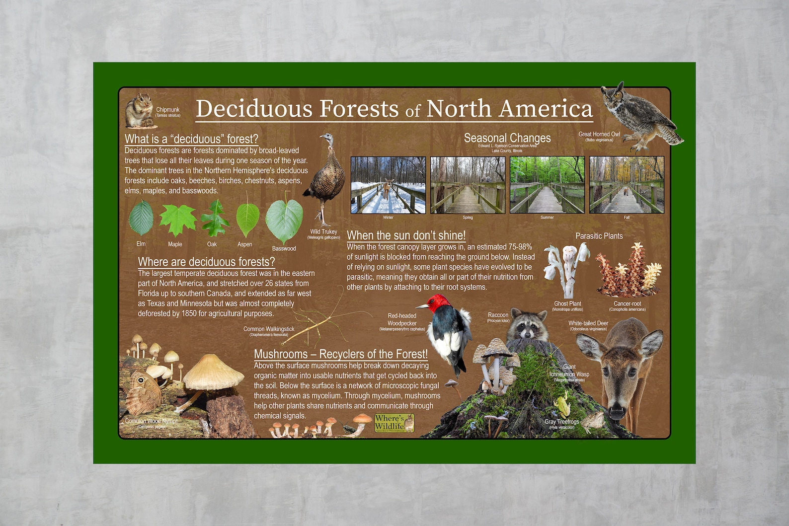 Deciduous Forests of North America Educational Nature Poster / Wildlife ...