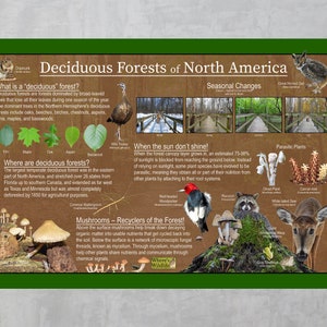 Deciduous Forests of North America Educational Nature Poster / Wildlife ...