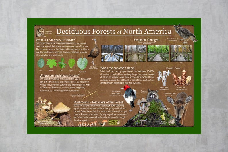Deciduous Forests of North America Educational Nature Poster / Wildlife ...