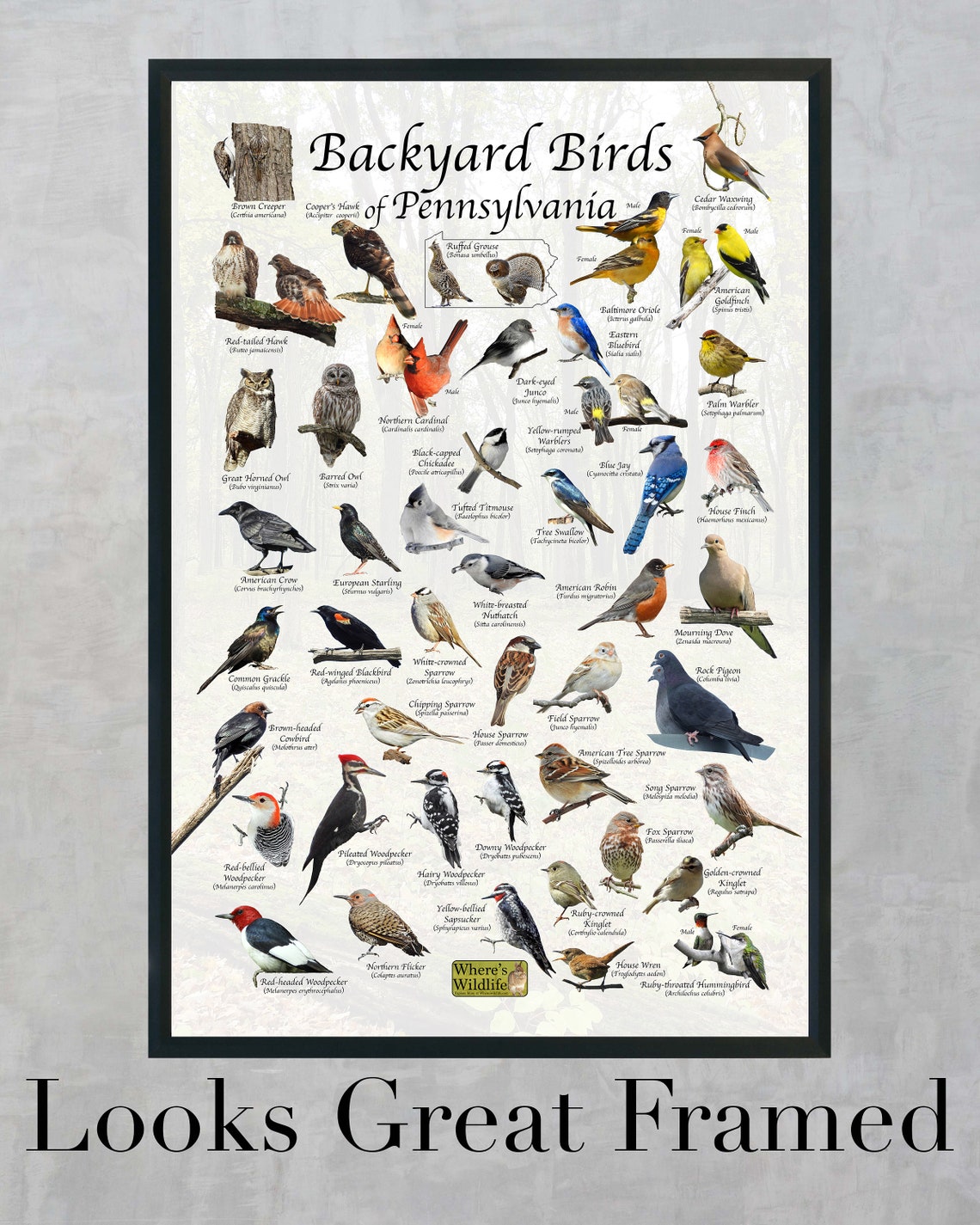 Backyard Birds of Pennsylvania Bird Identification Poster / - Etsy