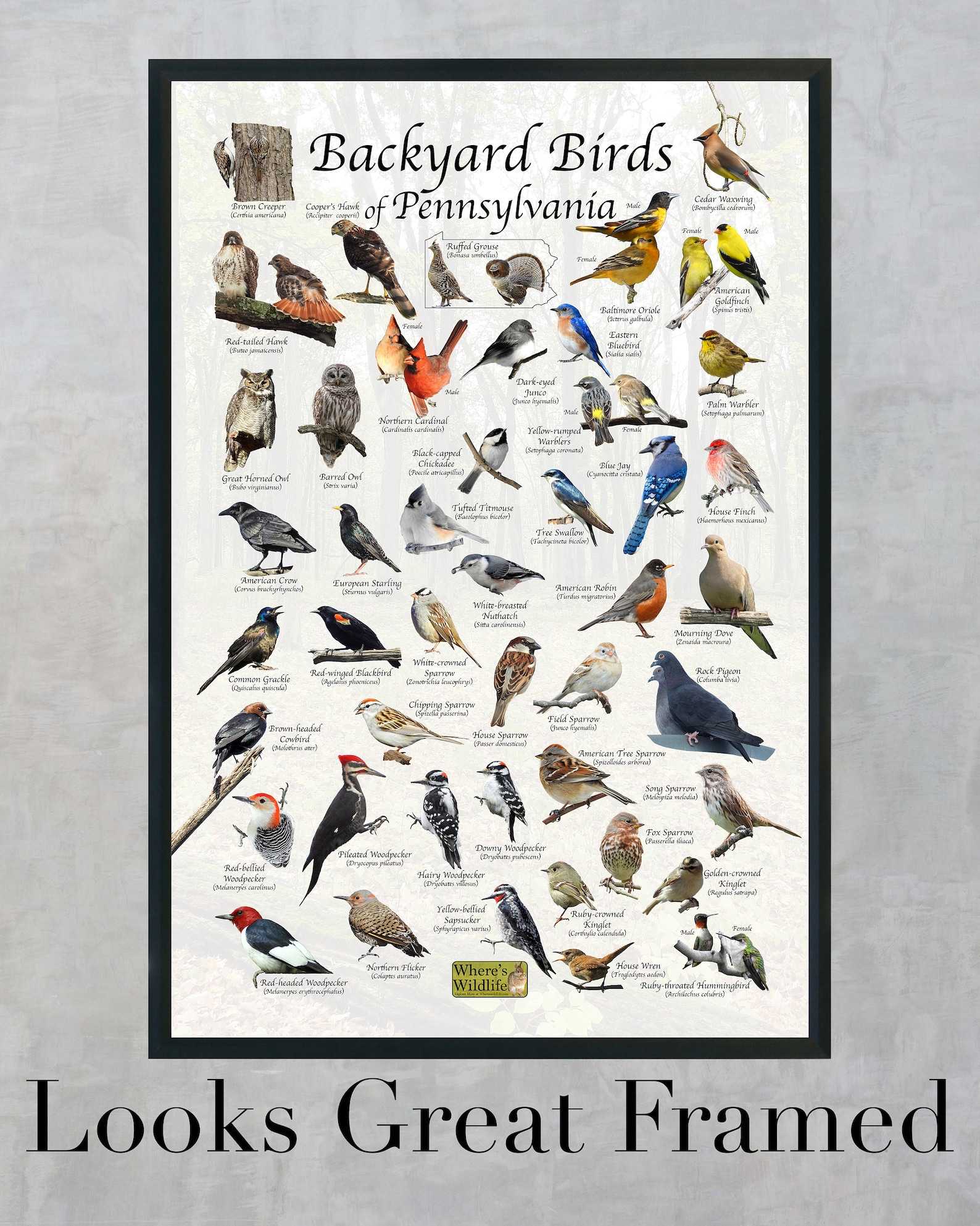 Backyard Birds of Pennsylvania Bird Identification Poster / - Etsy