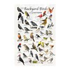 Backyard Birds of the Midwest Region North America Bird Identification ...