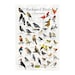 Colorful Birds on a Wire / North America Bird Field Guide / Bird ID ...