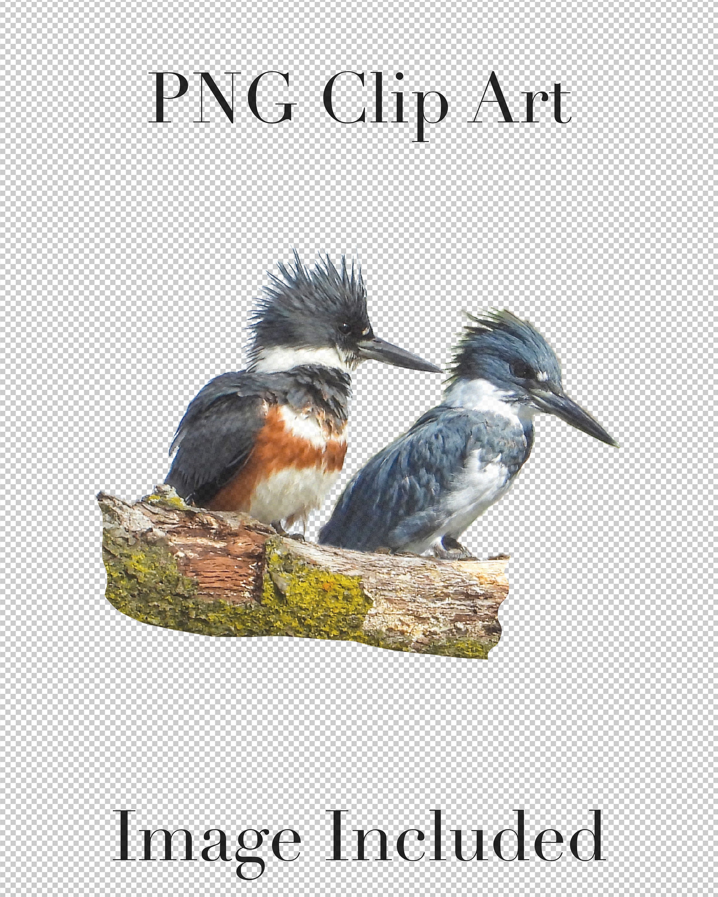Belted Kingfisher Bird Cutout Set of 5 PNG Clipart With - Etsy
