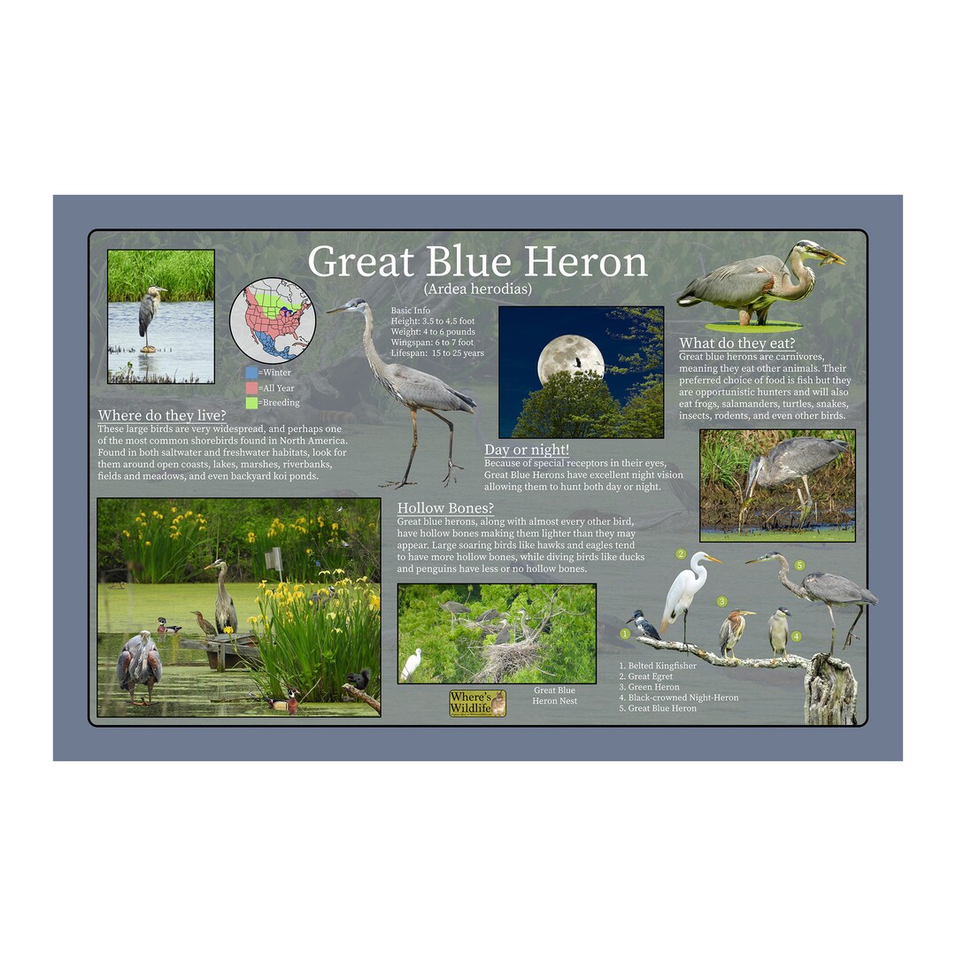 Great Blue Heron Educational Nature Poster Providing Fun Facts and ...