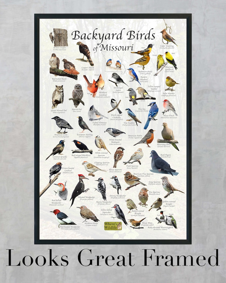 Birds of Missouri Backyard Birding Identification Picture Print/ Field ...