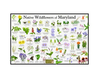Native Wildflowers of Missouri Flower Identification Poster - Etsy