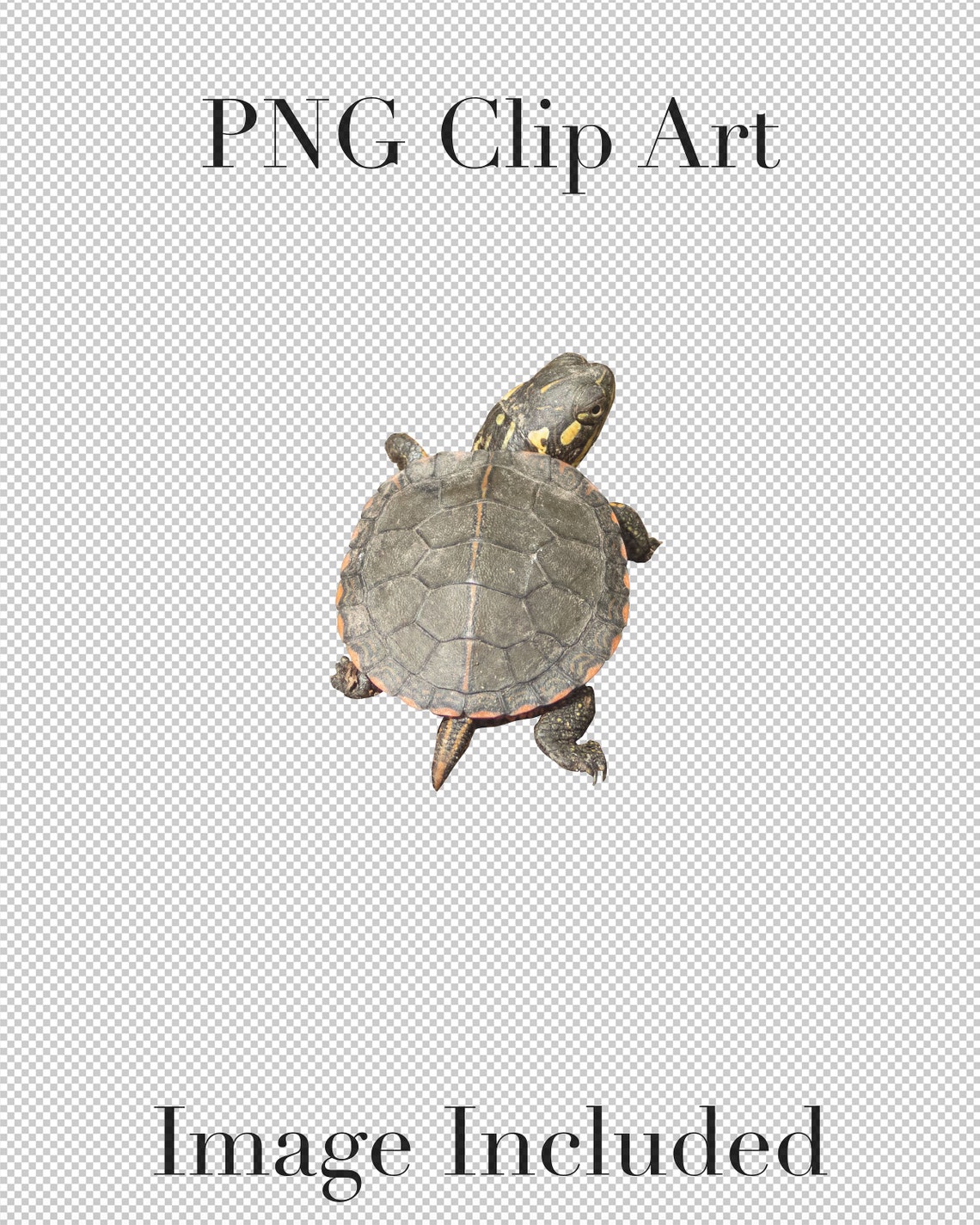 Painted Turtle Animal Clip Art set of 5 PNG Clipart With - Etsy