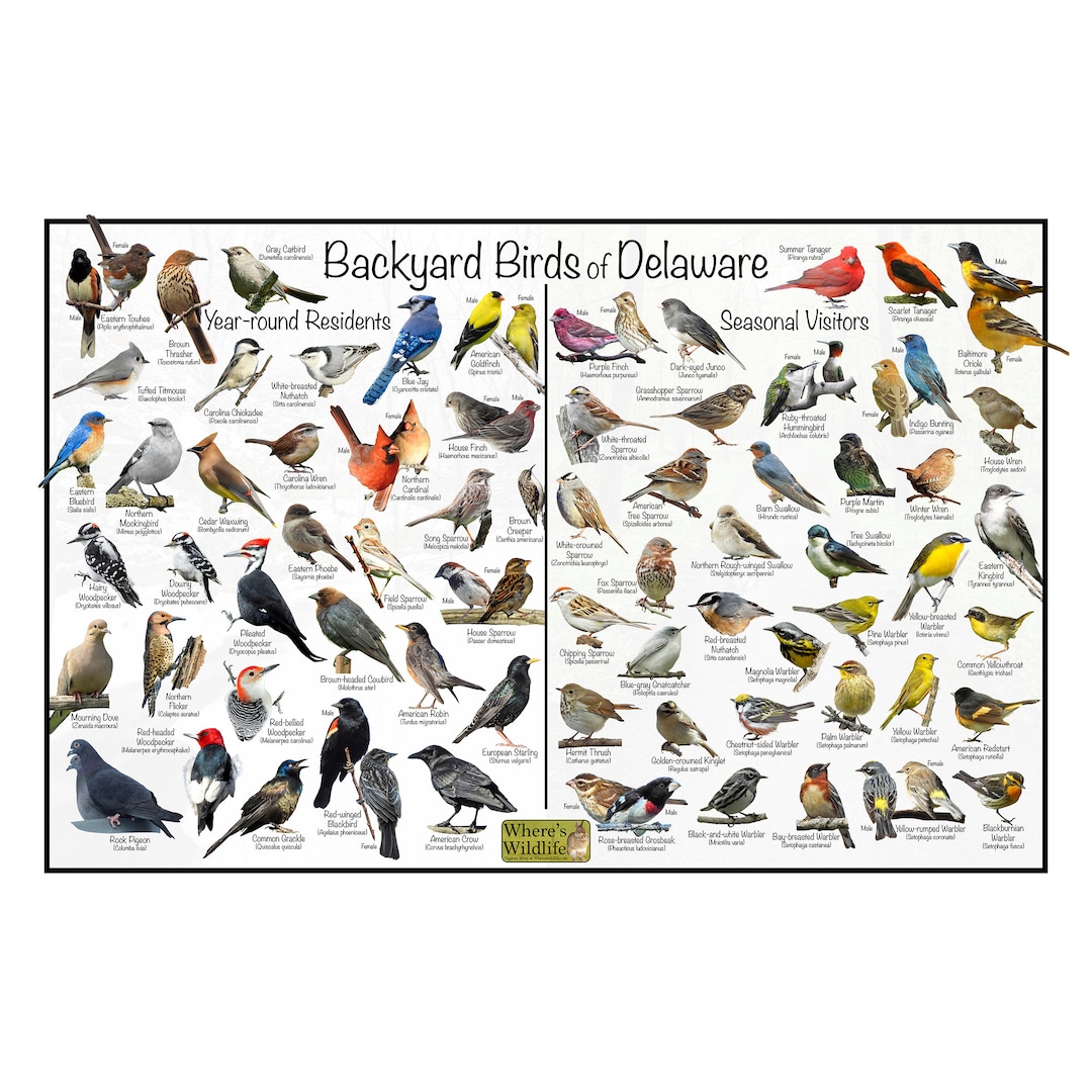 Backyard Birds of Delaware Bird Identification Poster Divided Into Year ...