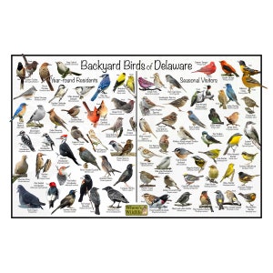 Backyard Birds of Delaware Bird Identification Poster Divided Into Year ...