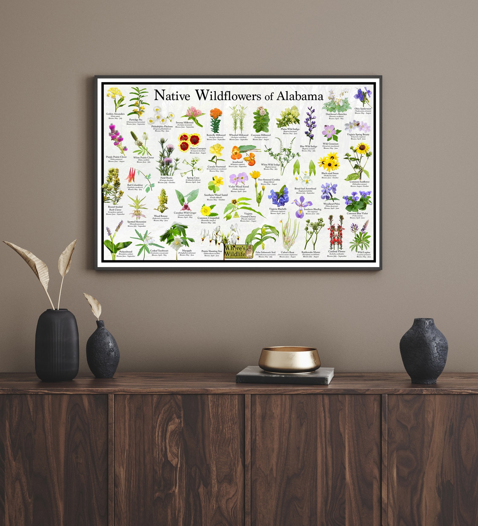 Native Wildflowers of Alabama / State Flower Field Guide Poster Provide ...