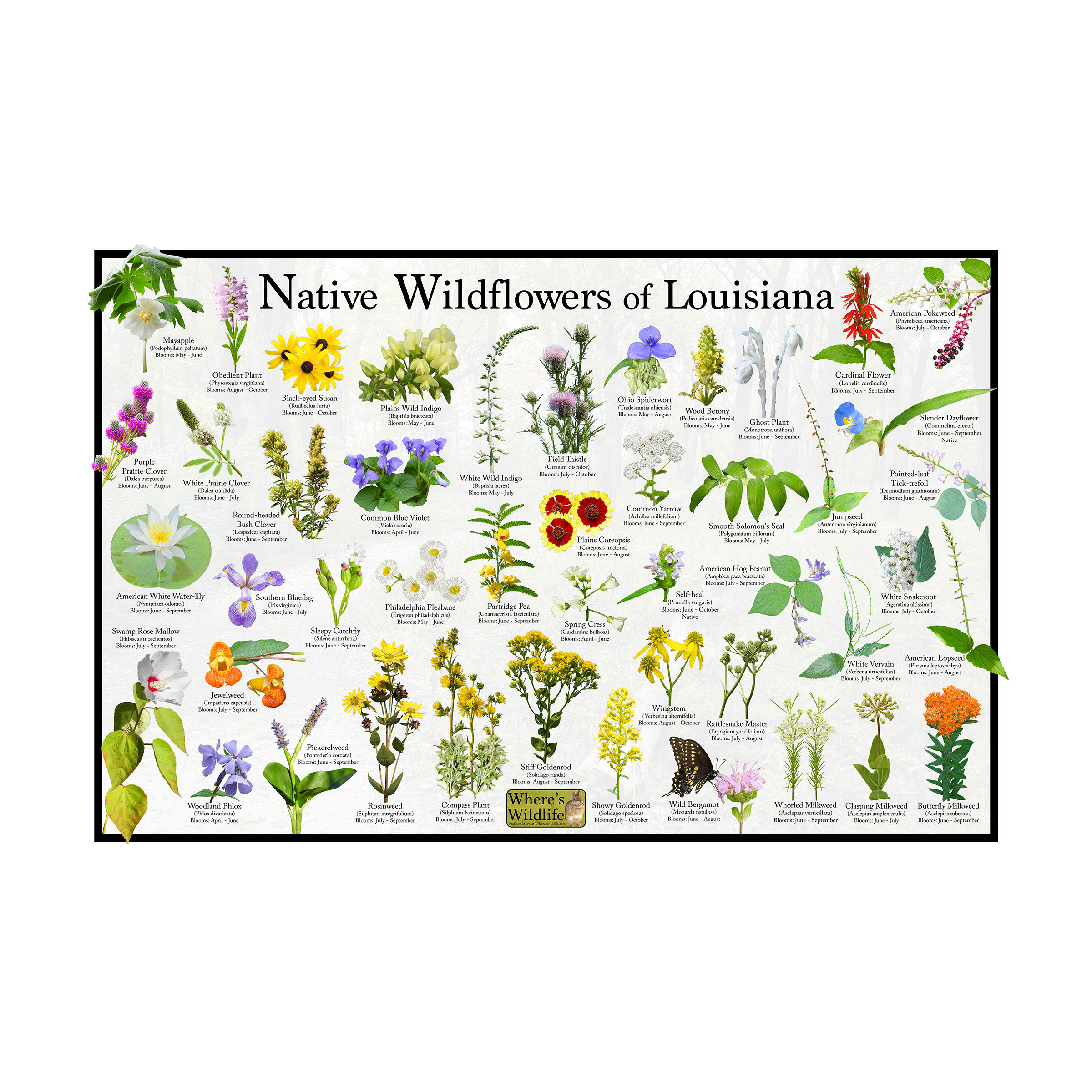 Louisiana State Wildflower