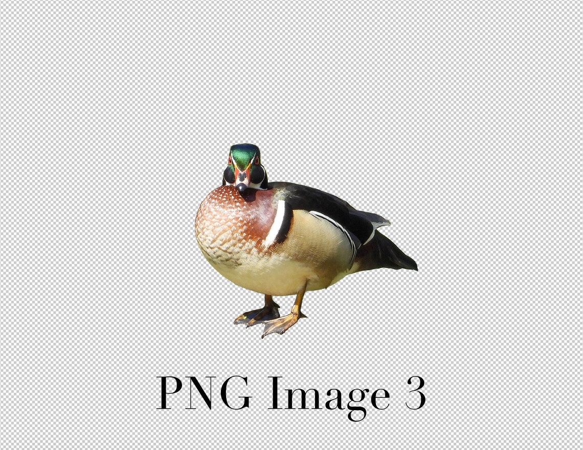 Wood Duck (set of 5) PNG Clipart With Transparent Background Photoshop ...
