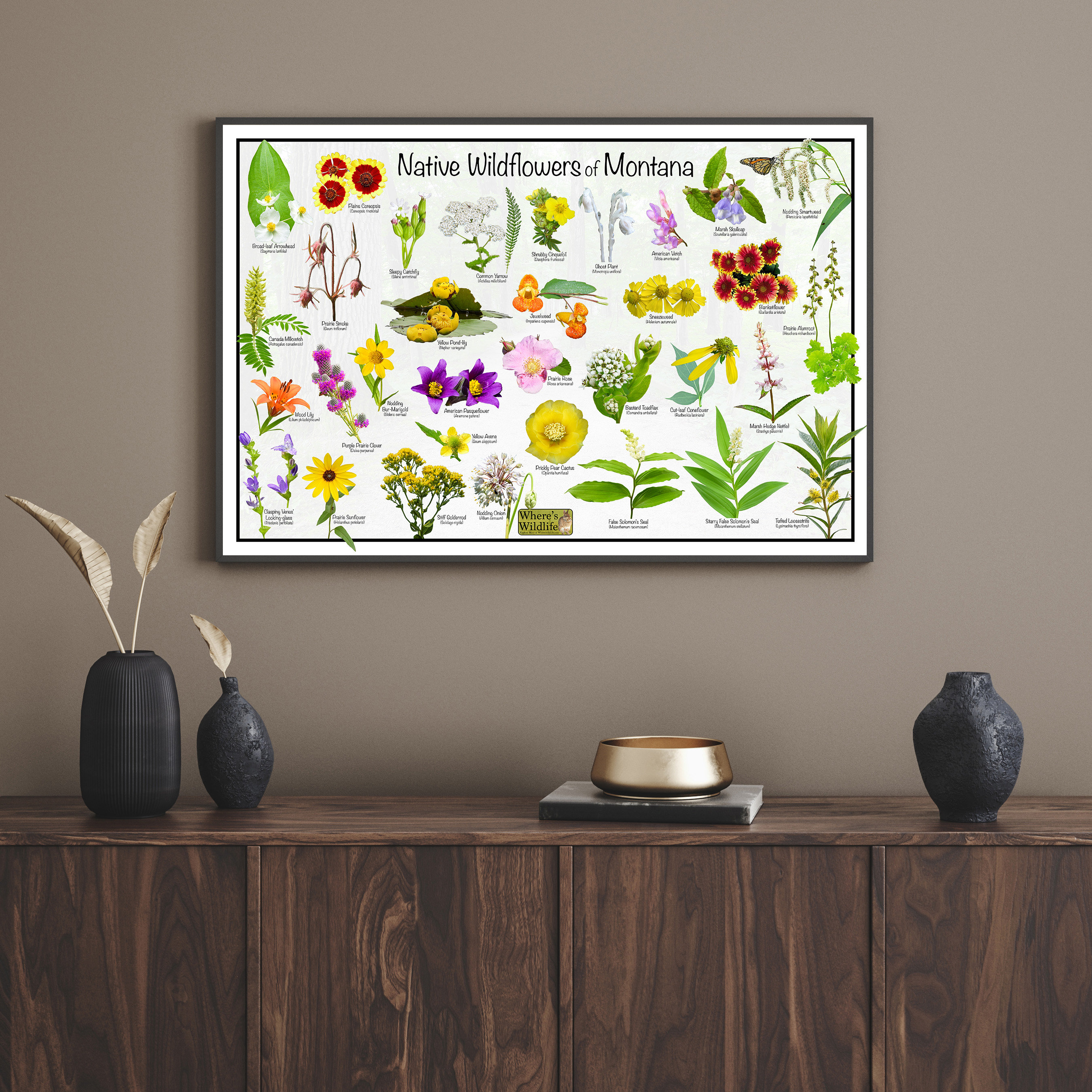 Native Wildflowers of Montana / State Flower Field Guide Poster ...