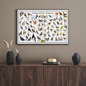 Backyard Birds of Delaware Bird Identification Poster Divided Into Year-round Residents ...