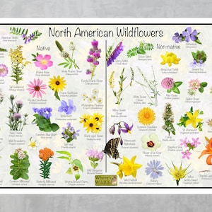 North American Wildflower Nature Poster / Provides Picture ...